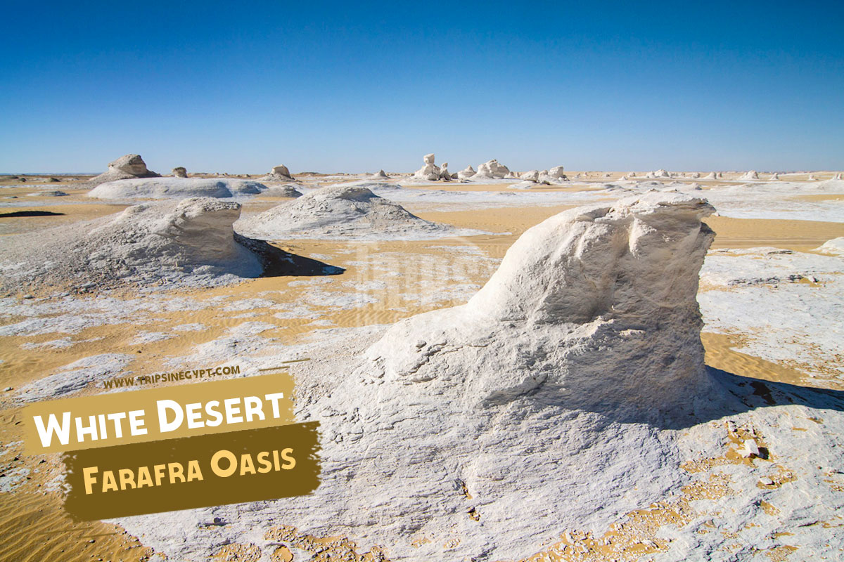 Farafra Oasis History & Location - Best Attractions in Farafra | Trips ...